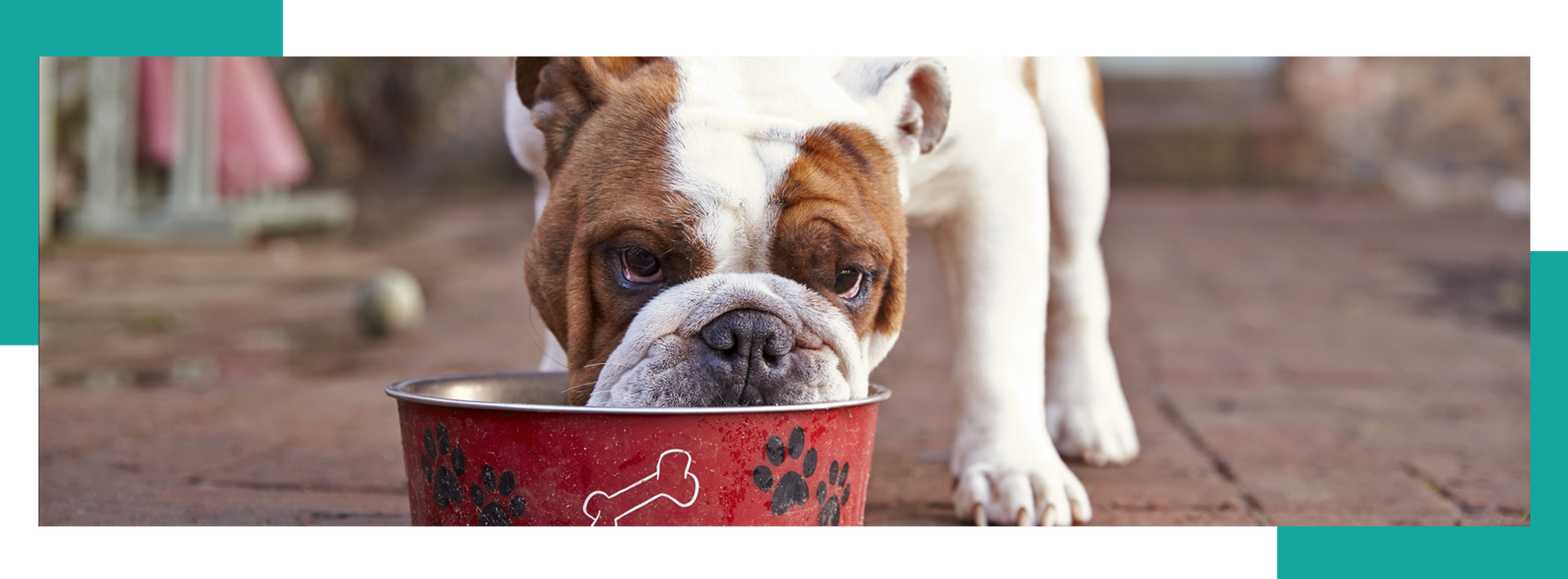 Raw K9 - Raw Meat Dog Food For Maximum Health - Delivered To Your Door