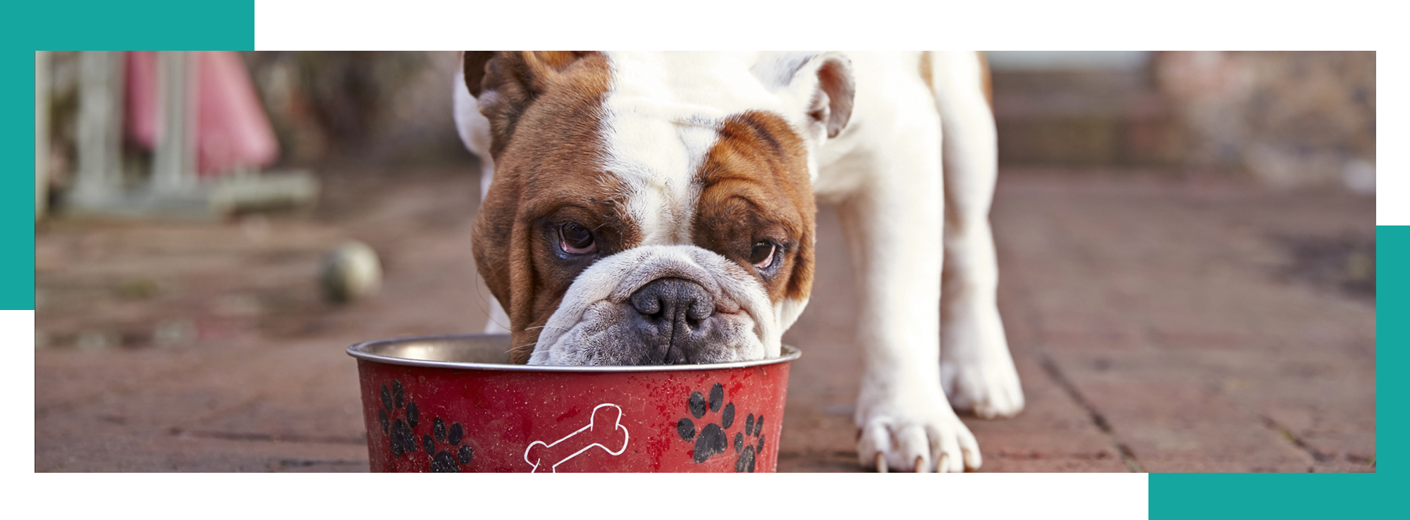 Raw K9 - Raw Meat Dog Food For Maximum Health - Delivered To Your Door